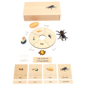 Life Cycle Set of a Stag Beetle - Montessori Life Cycle - Stag Beetle ...