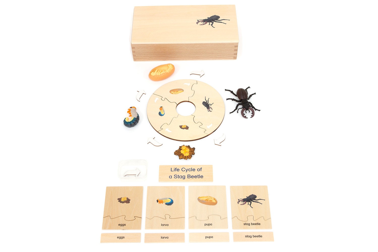 Life Cycle Set of a Stag Beetle Montessori Life Cycle Stag Beetle Life ...