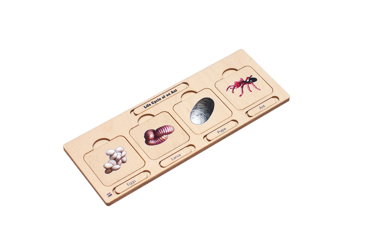 Life Cycle Set: Ant | Montessori Puzzles | Montessori Life Cycles | Ant ...