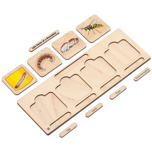 Life Cycle of a Bee | Life Cycle Set: Bee | Montessori Puzzles ...