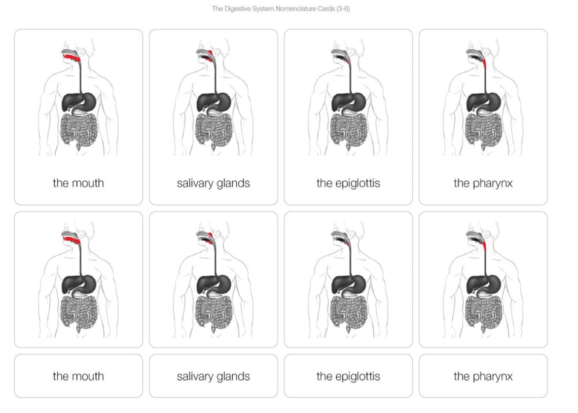 The Digestive System Puzzle With Nomenclature Cards (3-6) | Montessori ...