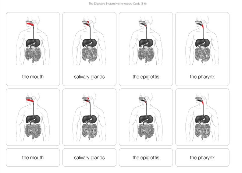 The Digestive System Puzzle With Nomenclature Cards (3-6) | Montessori ...