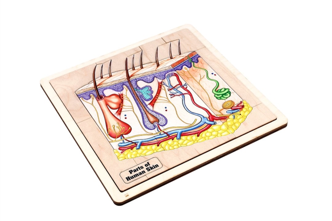 Parts of Human Skin Puzzle With Nomenclature Cards (6-9) Printed ...