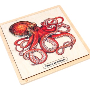Parts of a Octopus Puzzle With Nomenclature Cards (3-6) (printed ...