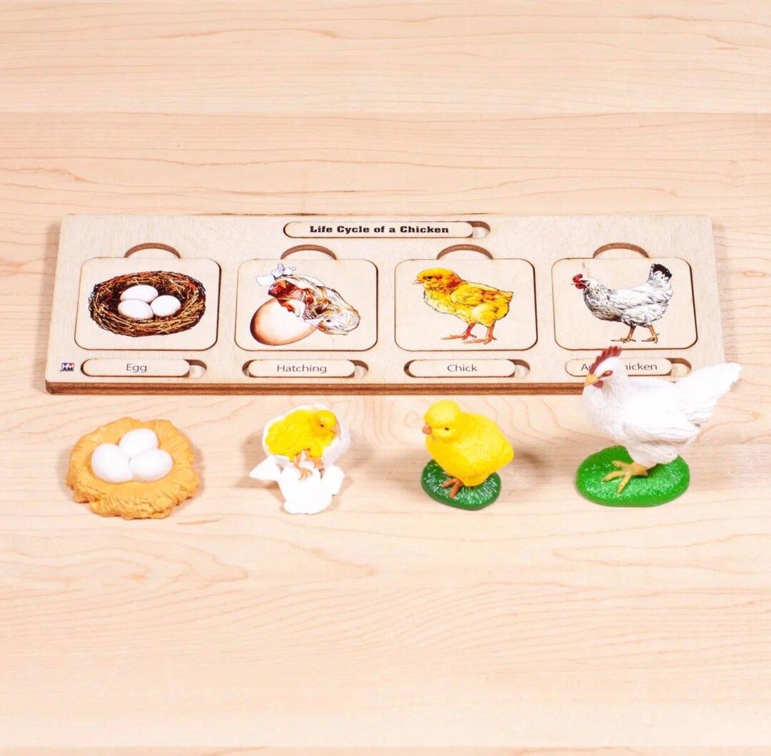 Wooden Life Cycle of a Chicken | Life Cycle Set: Chicken | Chicken ...