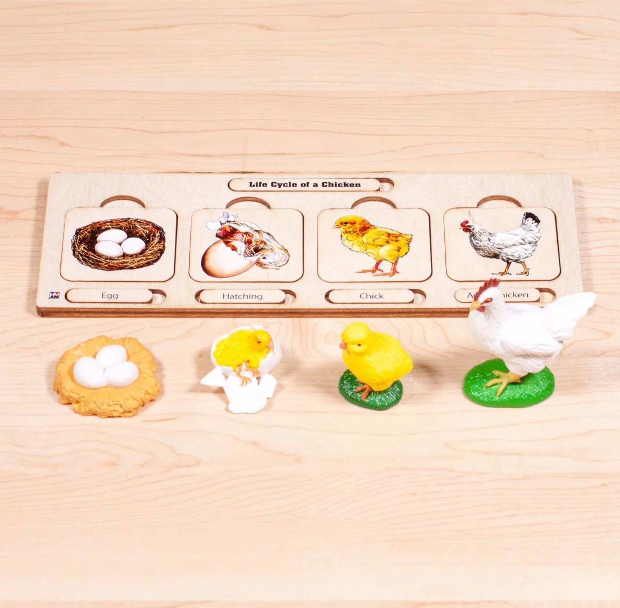 Wooden Life Cycle of a Chicken Life Cycle Set: Chicken - Etsy
