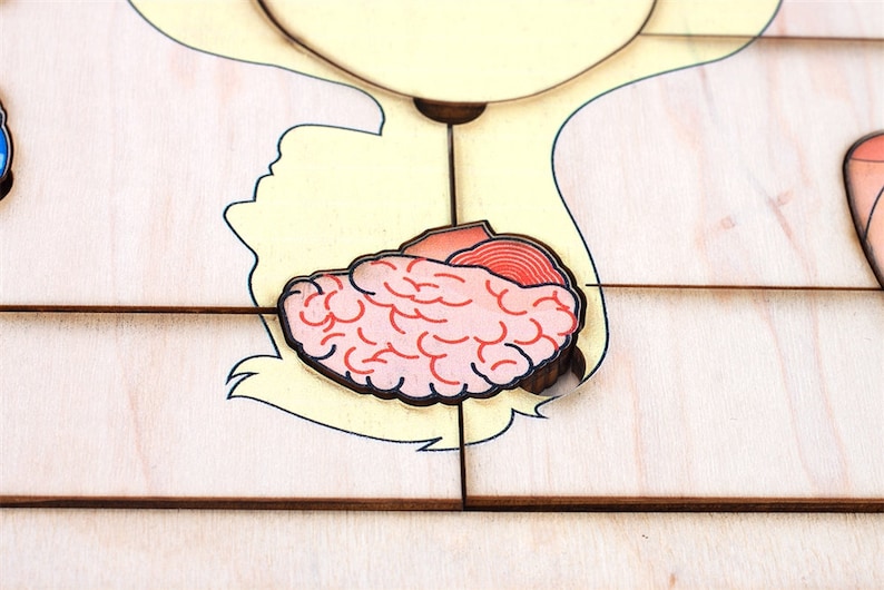Major Organs of the Human Body Puzzle With Nomenclature Cards (3-6 ...