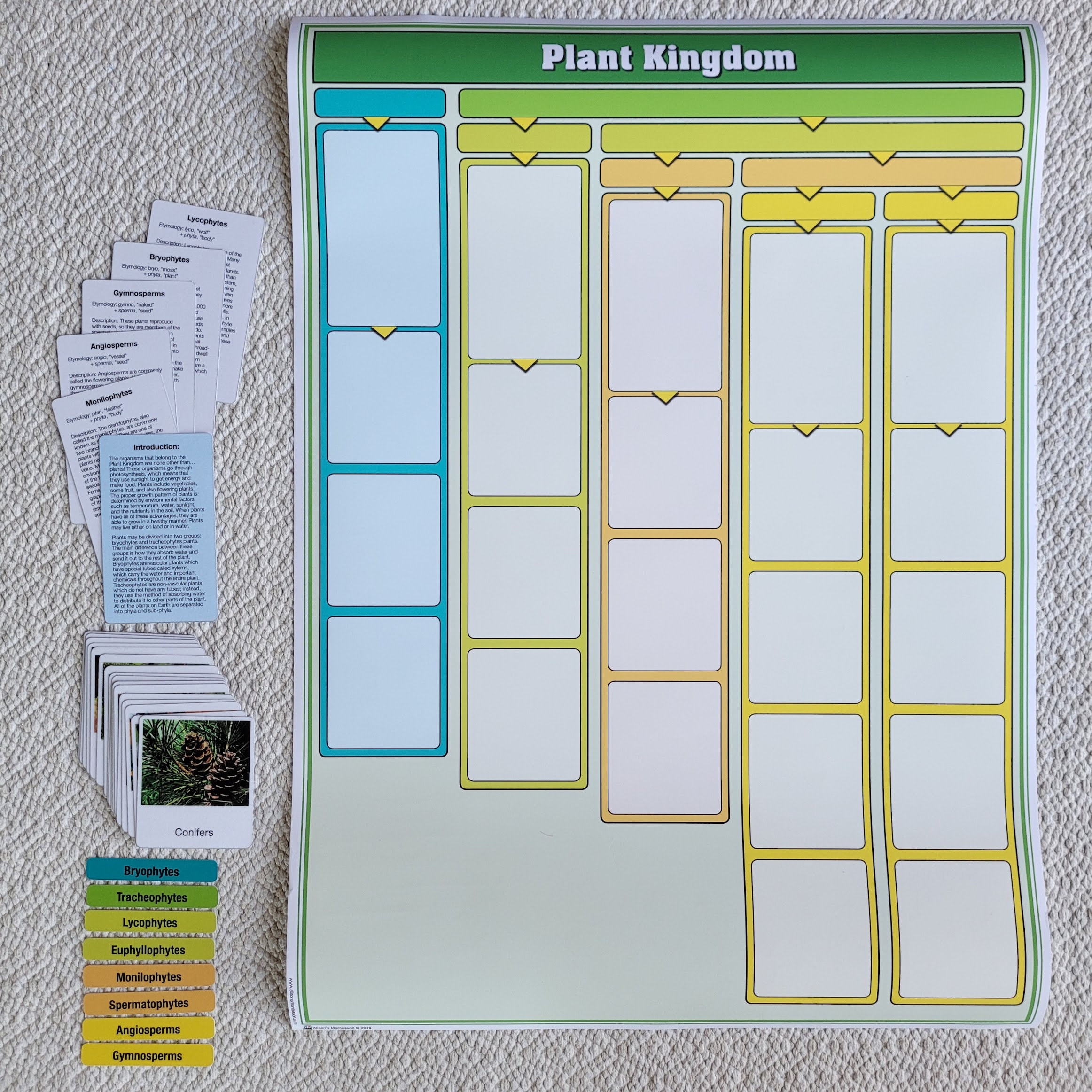Plant Kingdom Chart Complete Set | Montessori Kingdoms | Kingdom Chart ...