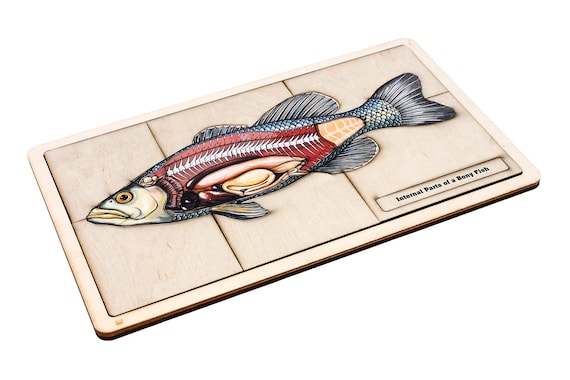 Internal Parts of a Bony Fish Montessori Zoology Puzzles - Etsy