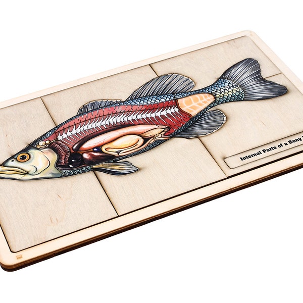 Montessori Parts of a Fish - Etsy
