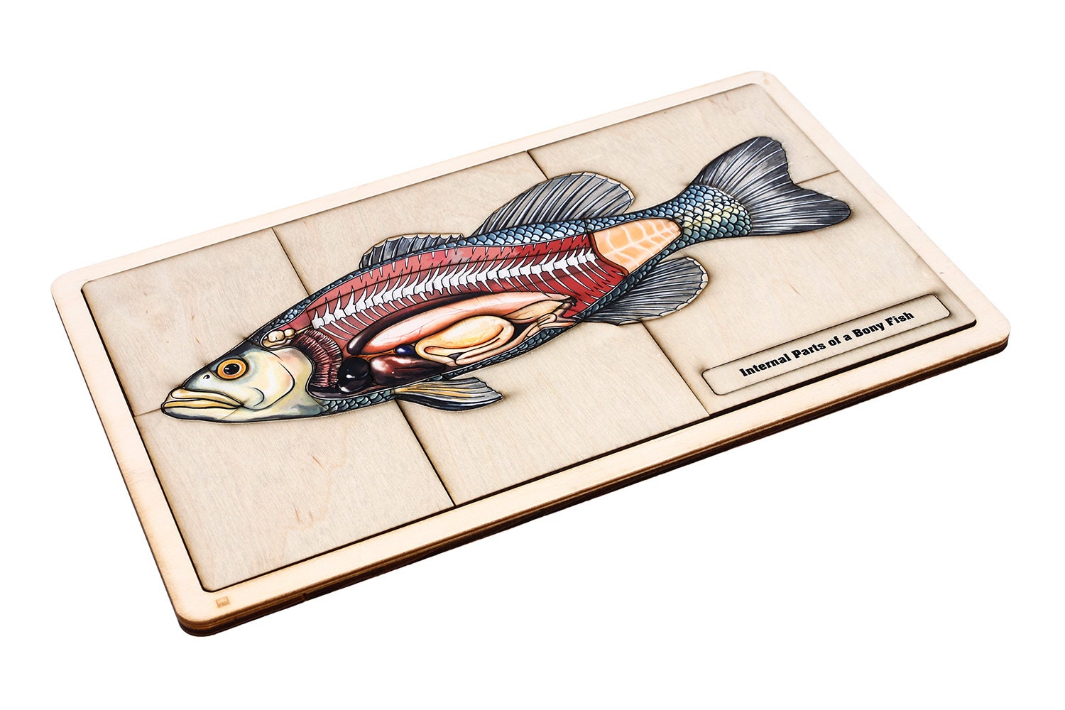 Internal Parts of a Bony Fish | Montessori Zoology Puzzles | Montessori ...