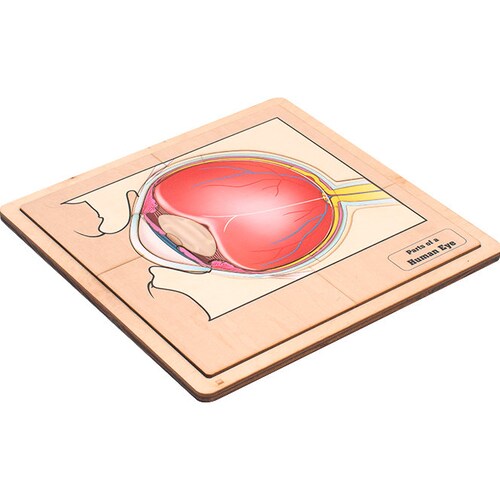 Montessori Parts of a Human Ear Puzzle Montessori Science - Etsy