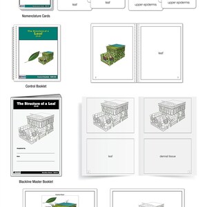 The Structure of a Leaf Puzzle With Nomenclature Cards (3-6 ...