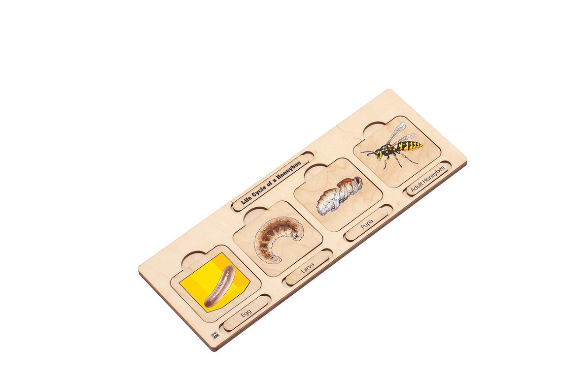 Life Cycle of a Bee | Life Cycle Set: Bee | Montessori Puzzles ...