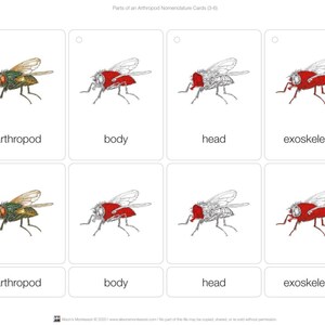 Parts of an Arthropod Puzzle With Nomenclature Cards (3-6) | Montessori ...