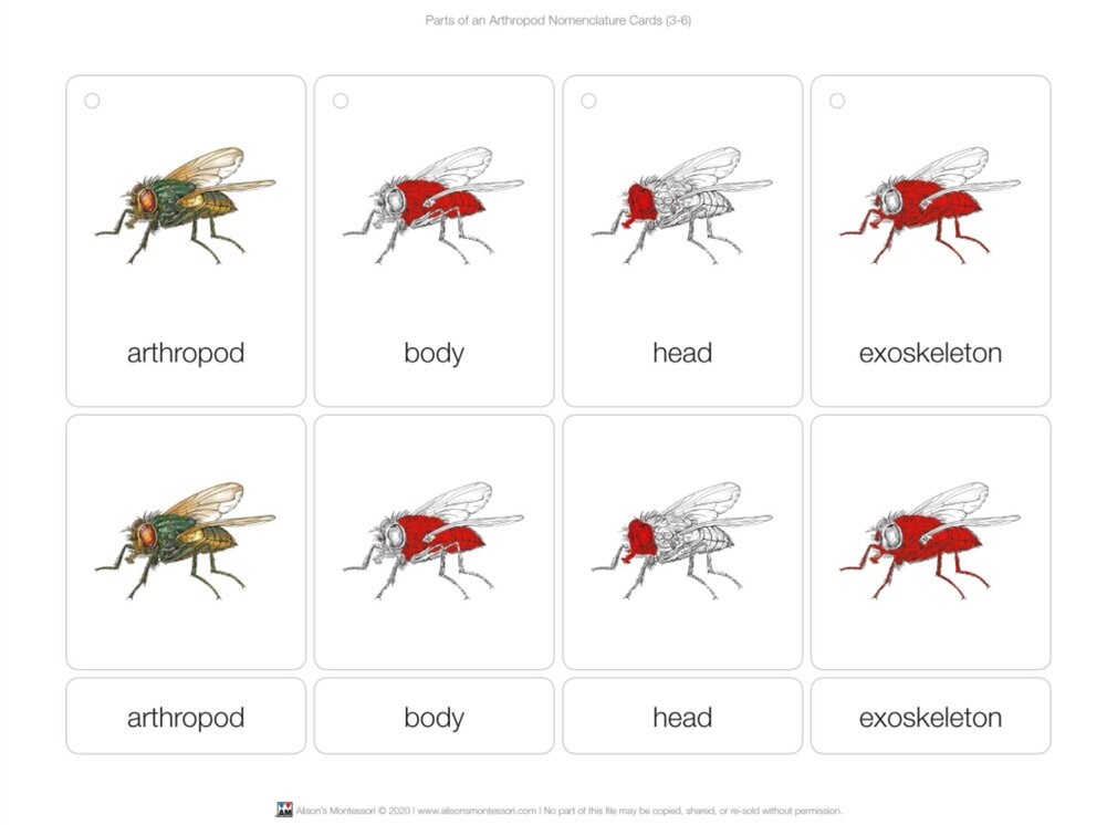 Parts of an Arthropod Puzzle With Nomenclature Cards (3-6) | Montessori ...