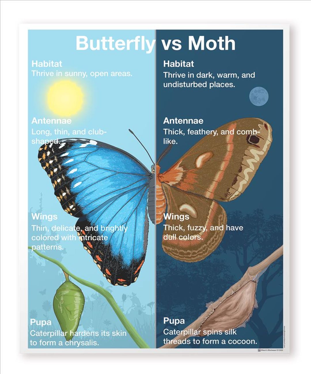 Butterfly Vs Moth Chart With Cards – Montessori Zoology Material for ...