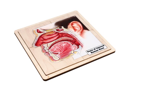 Parts of a Human Internal Nose Puzzle Montessori Puzzles | Etsy