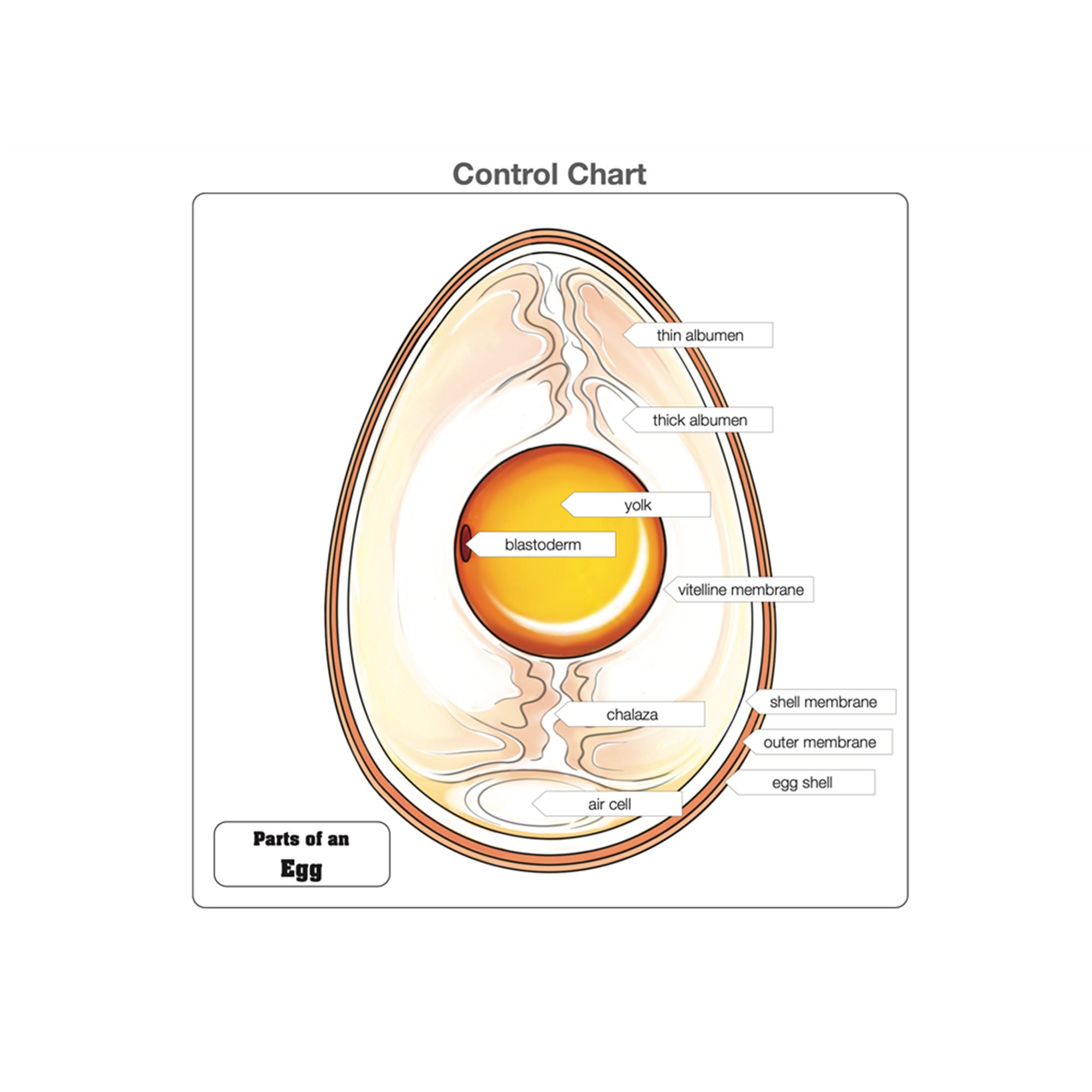 Montessori Parts of an Egg Puzzle | Chicken Egg Puzzle | Chicken Puzzle ...