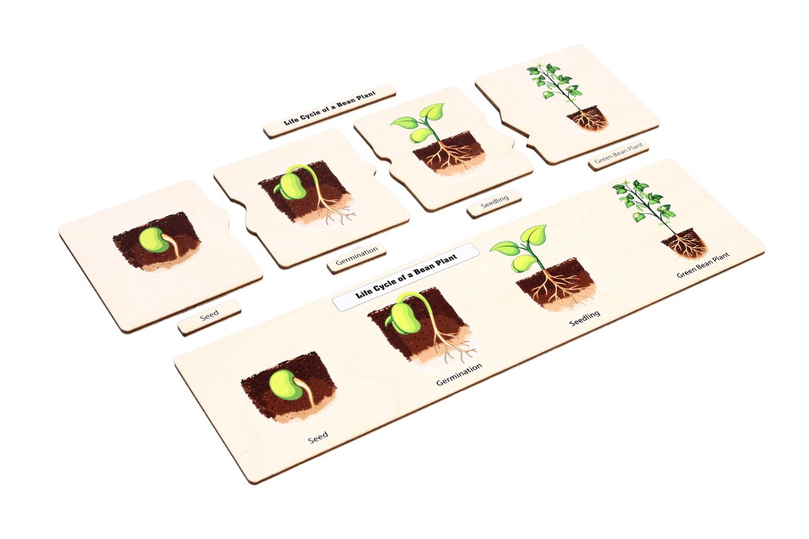 Life Cycle of a Bean Plant Puzzle Montessori Life Cycle | Etsy