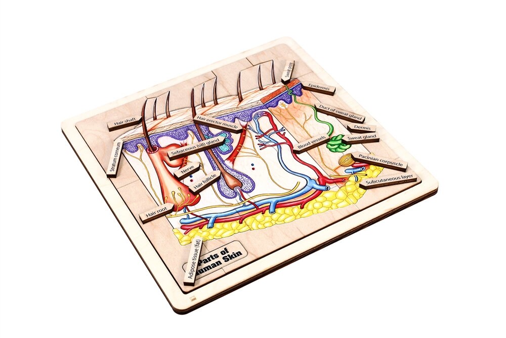 Parts of Human Skin Puzzle With Nomenclature Cards (6-9) Printed ...