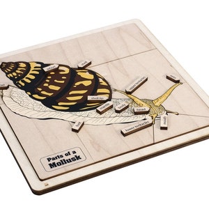 Parts of a Mollusk Puzzle With Nomenclature Cards (3-6) | Montessori ...