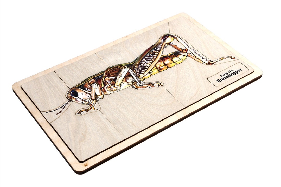 Parts of a Grasshopper Puzzle With Nomenclature Cards (3-6) (printed ...