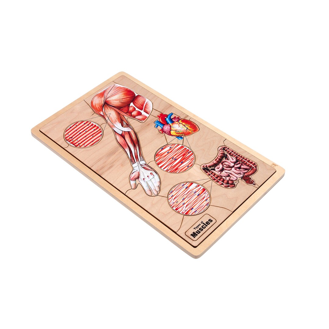Types of Muscles Puzzle | Montessori Puzzles | Learning Puzzles | Human ...