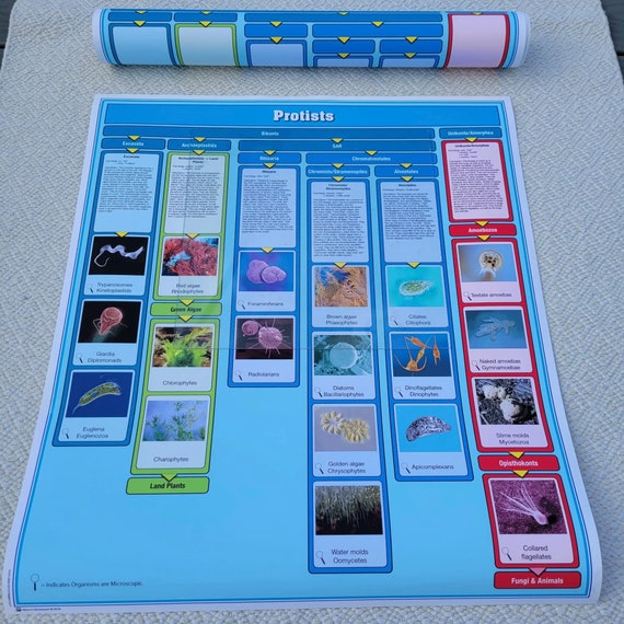 Protist Kingdom For Kids