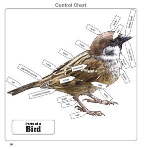 Parts of a Bird Puzzle With Nomenclature Cards (6-9) | Montessori ...