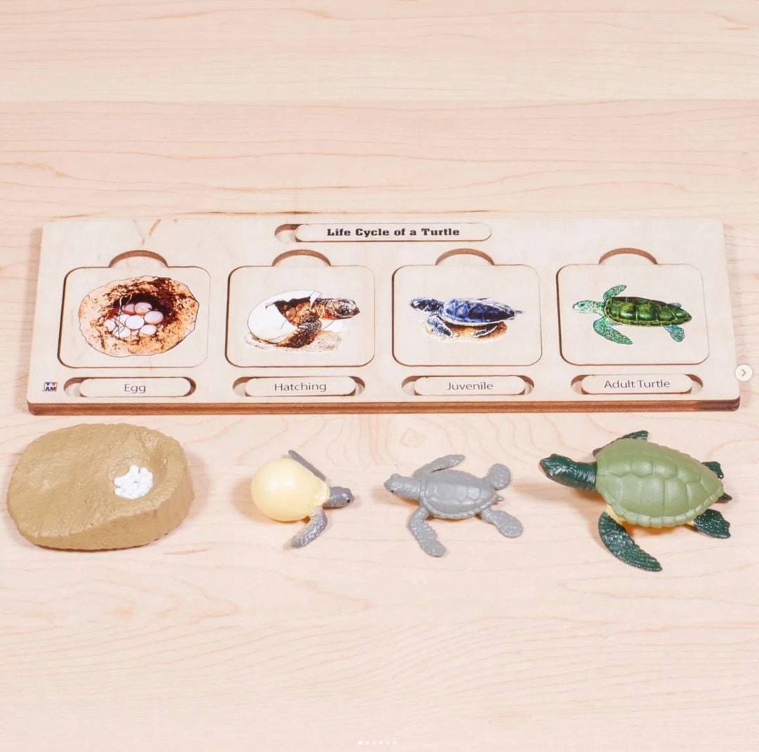 Wooden Life Cycle Set: Sea Turtle | Montessori Life Cycles | Montessori ...