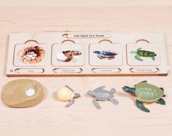 Wooden Life Cycle Set: Snail | Montessori Puzzles | Montessori Life ...