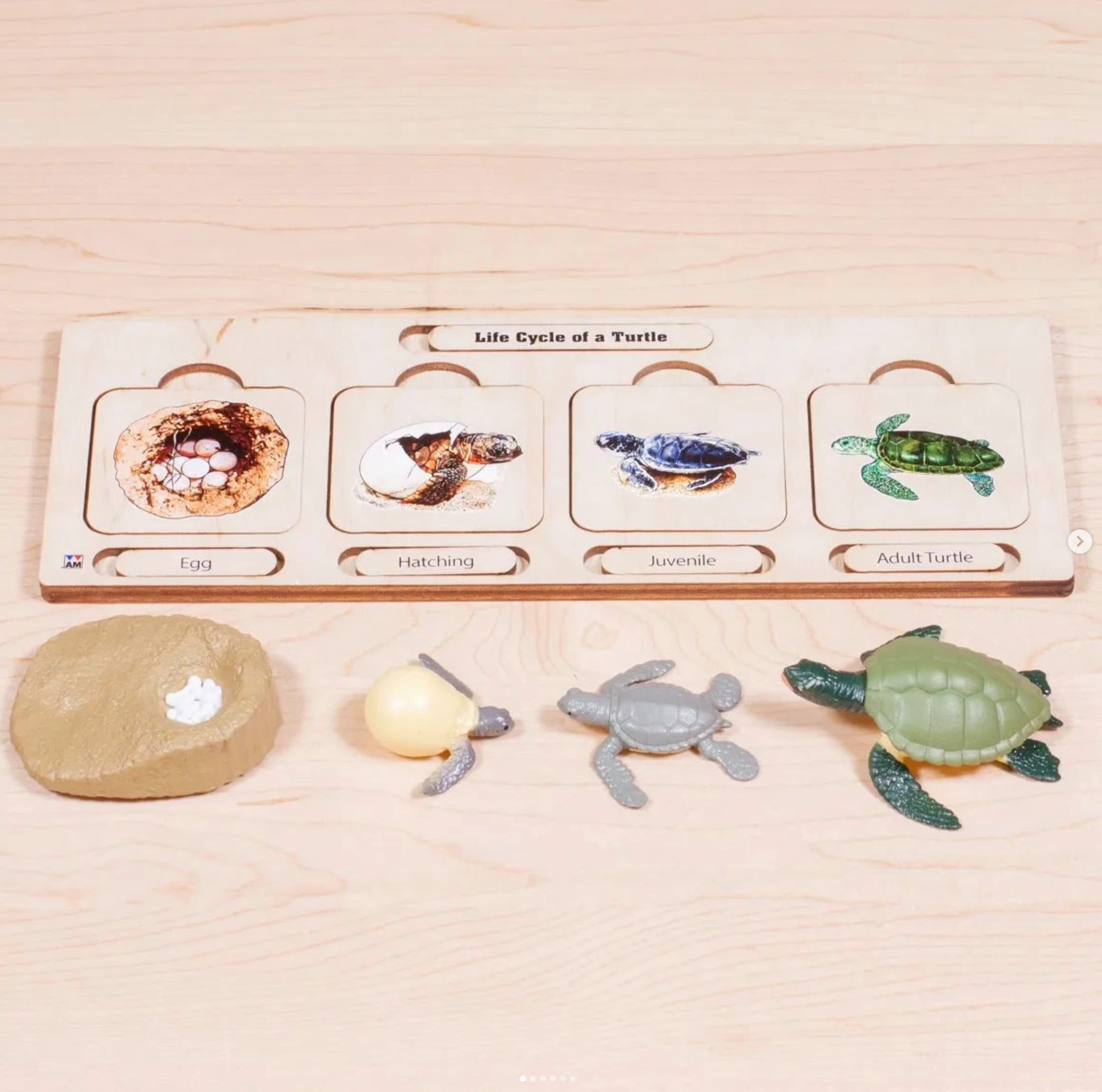 Wooden Life Cycle Set: Sea Turtle Montessori Life Cycles - Etsy