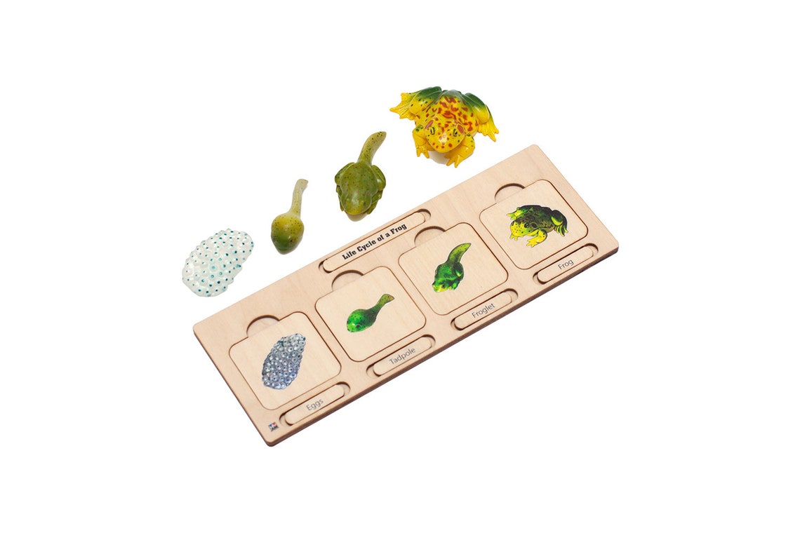 Wooden Life Cycle of a Frog Frog Life Cycle Life Cycle Set: Frog Frog ...
