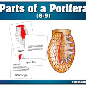 Parts of a Porifera Puzzle With Nomenclature Cards (6-9) | Montessori ...
