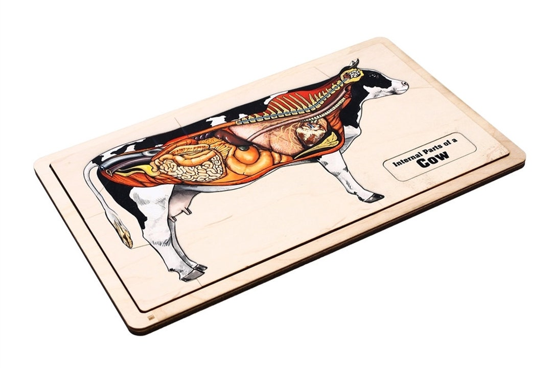 Internal Parts of a Cow Puzzle With Nomenclature Cards 3-6 printed ...