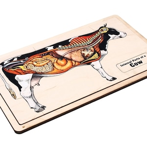 Internal Parts of a Cow Puzzle With Nomenclature Cards (3-6) (printed ...