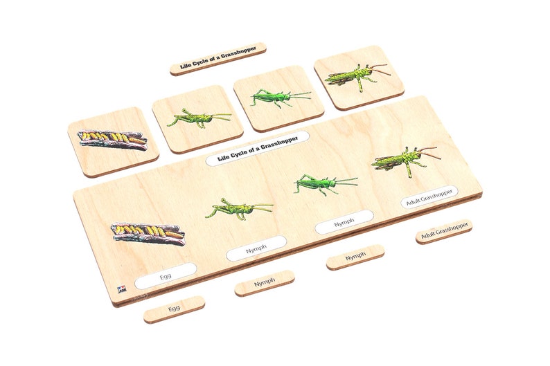 Wooden Life Cycle Set: Grasshopper Montessori Puzzles - Etsy