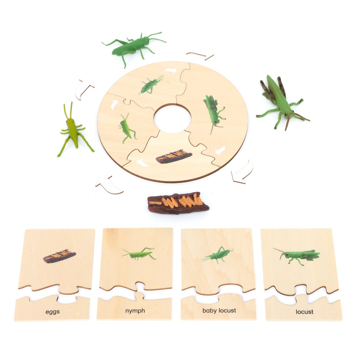 Life Cycle Set of a Locust Montessori Life Cycle Locust Life Cycle ...
