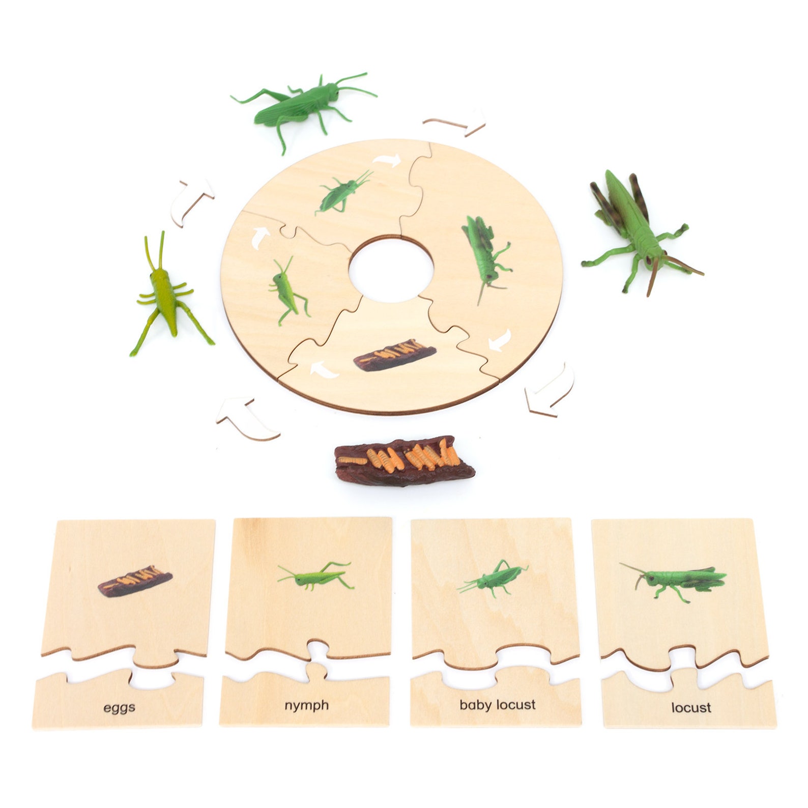 Life Cycle Set of a Locust Montessori Life Cycle Locust Life Cycle ...