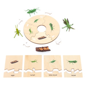 Life Cycle Set of a Locust - Montessori Life Cycle - Locust Life Cycle ...