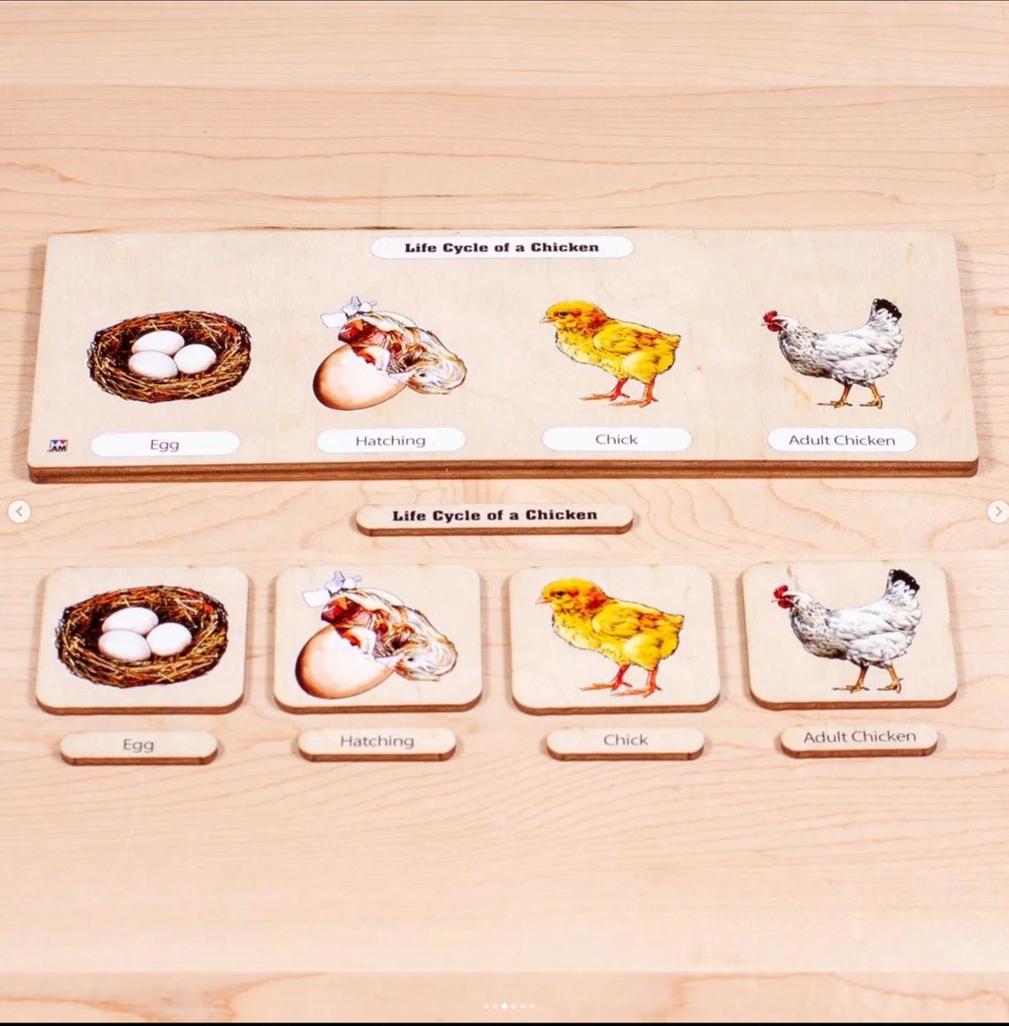 Wooden Life Cycle of a Chicken Life Cycle Set: Chicken - Etsy