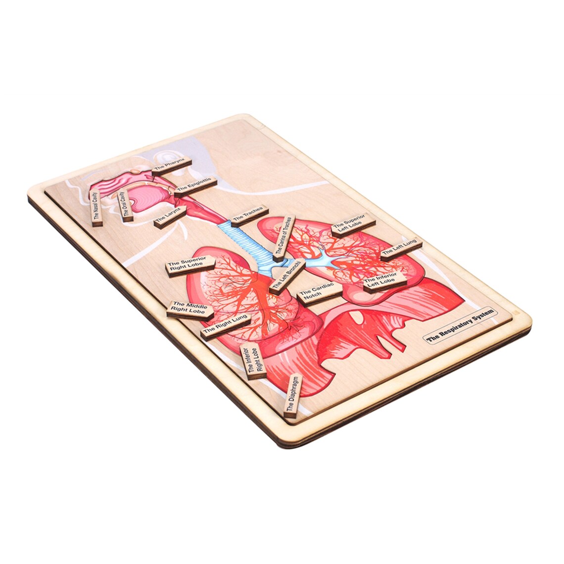 The Respiratory System Puzzle Montessori Science Learning Montessori ...