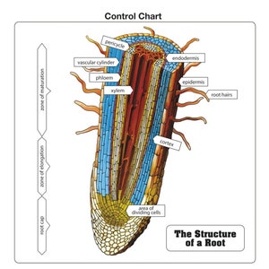 The Structure of a Root Puzzle With Nomenclature Cards (printed) (6-9 ...