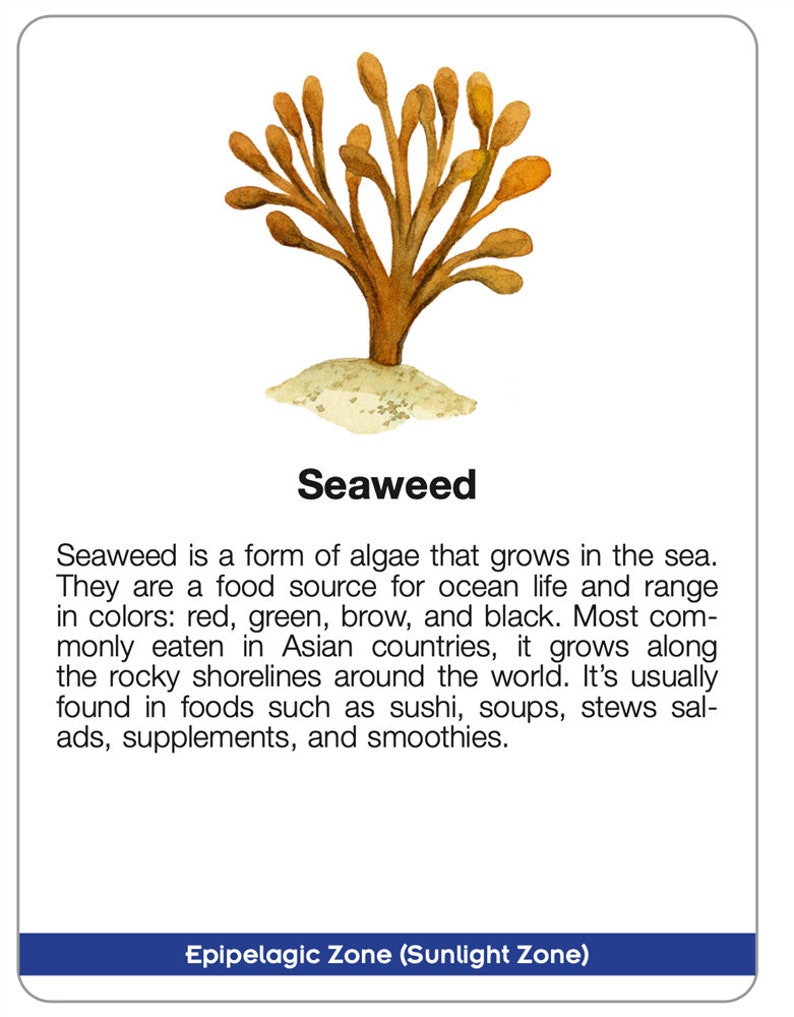 Layers of the Ocean Puzzle With Research Cards (6-9) (printed ...