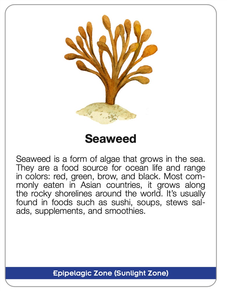 Layers of the Ocean Puzzle With Research Cards 6-9 printed Montessori ...