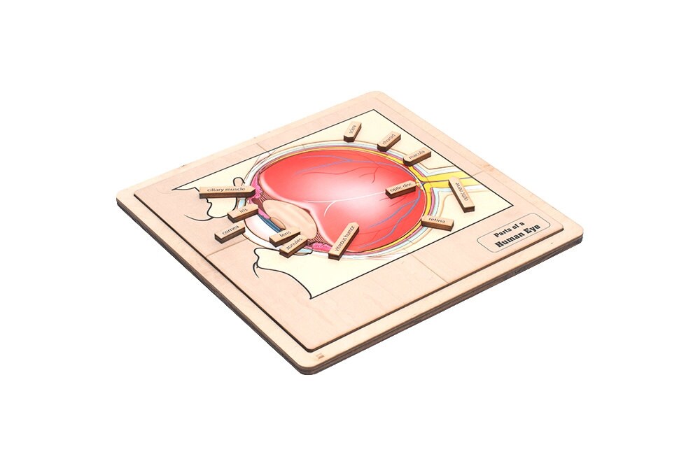 Parts of a Human Eye Puzzle With Nomenclature Cards (3-6) | Montessori ...