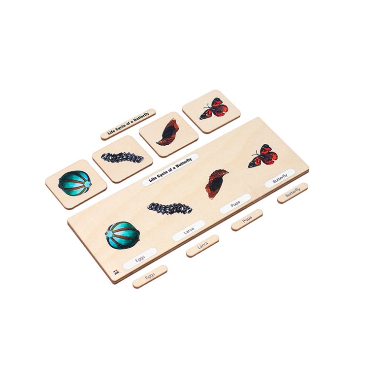 Wooden Life Cycle of a Butterfly Puzzle Life Cycle Learning Montessori ...