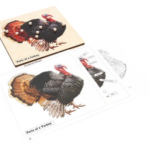 Parts of a Turkey Puzzle | Montessori Material | Zoology Puzzle ...