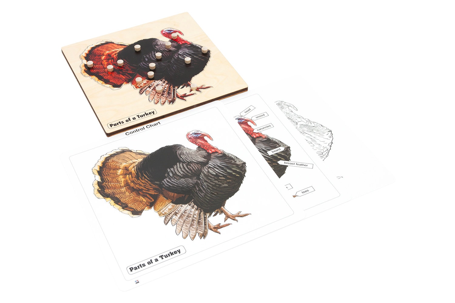 Parts of a Turkey Puzzle | Montessori Material | Zoology Puzzle ...
